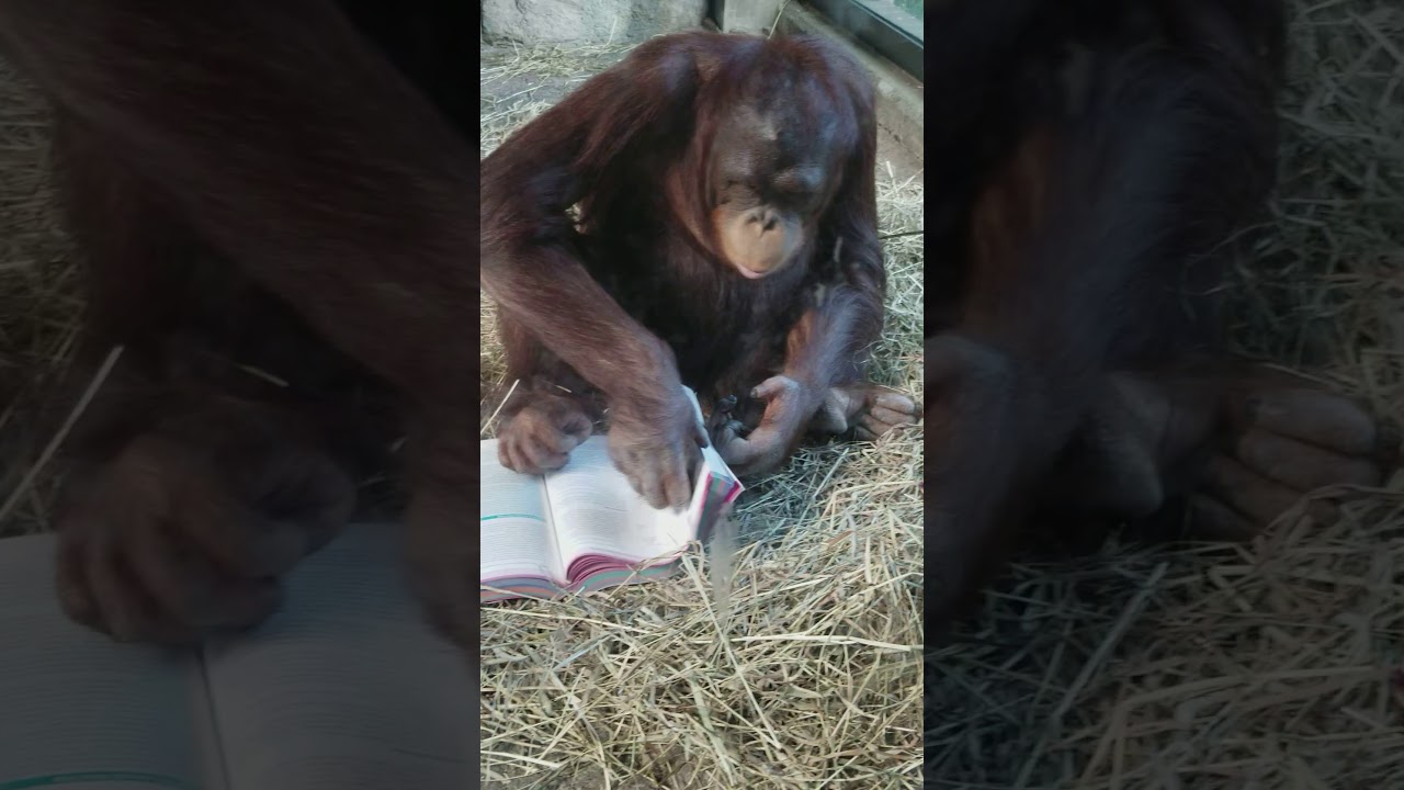 Orangutan reading - YouTube