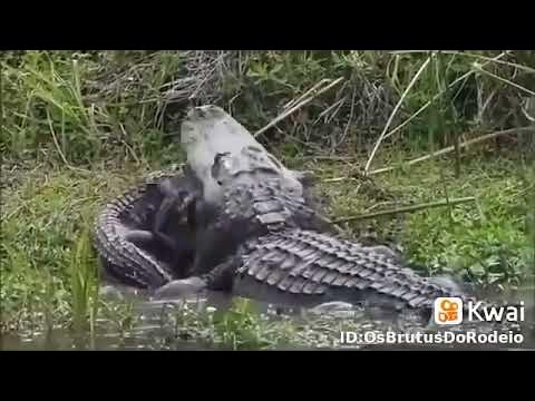 Cannibal giant crocodile! Crocodilo gigante canibal! #AfricaSelvagem # ...