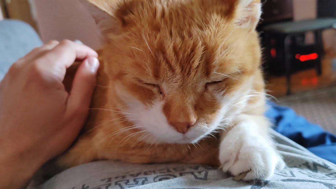 This Is How a Cat's V8 Purring Engine Starts - YouTube