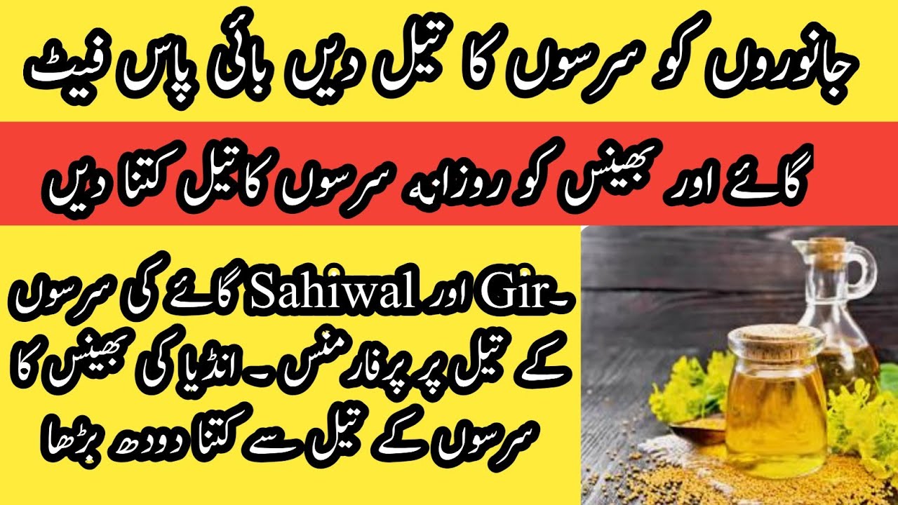 Sarson oil ya bypass fat II Mustard oil benefits in animals II Mustard ...