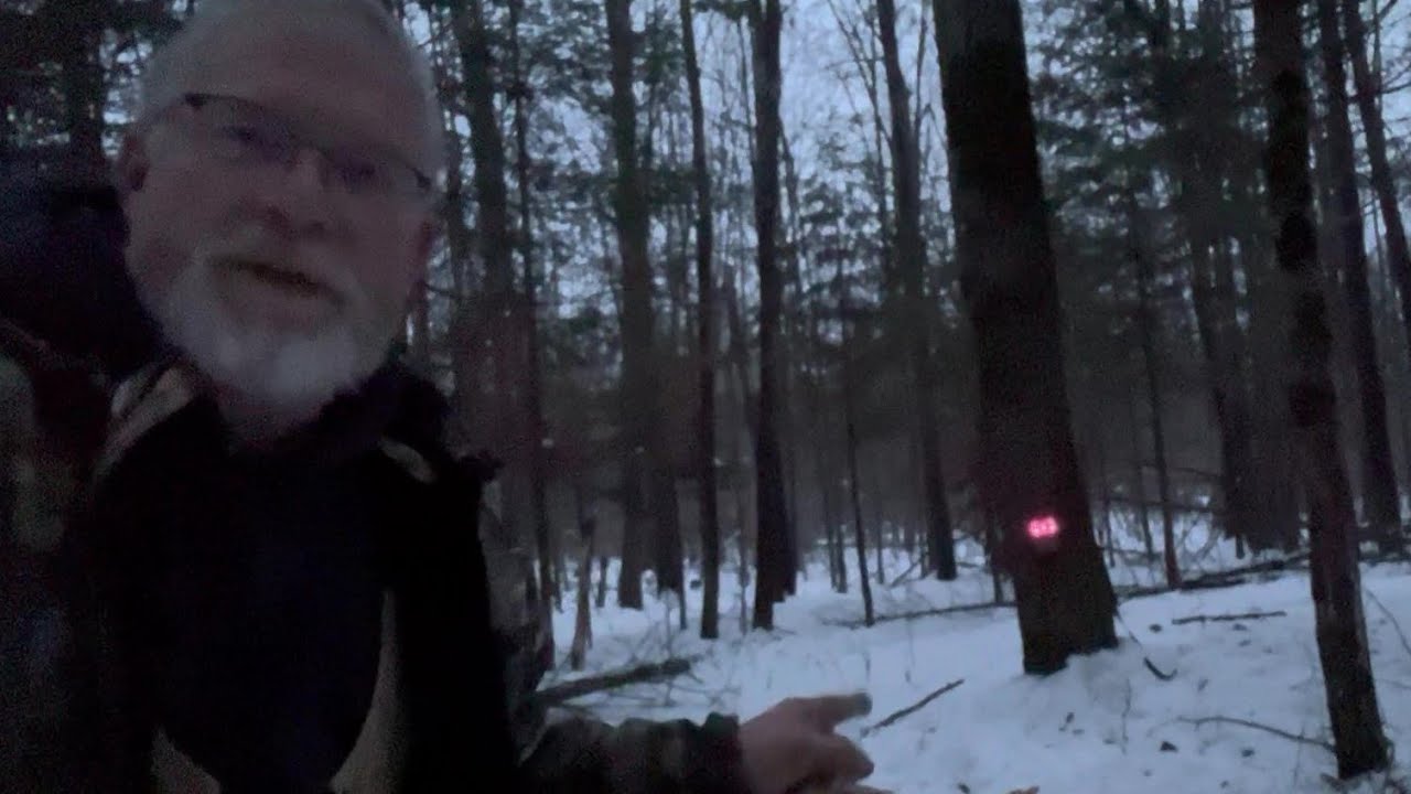 What meat eaters lurk in the dark forest? (some surprises!) - YouTube