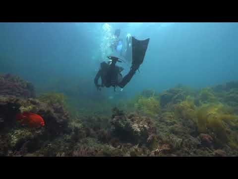 2021 BEST SCUBA FINS - These Fins WILL out perform your old fin! - YouTube
