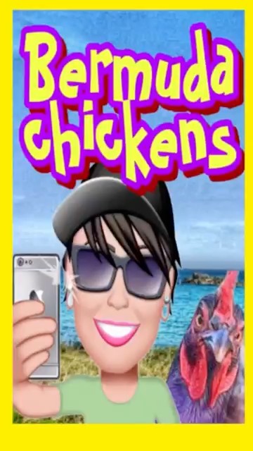 Bermuda Chickens ??? - YouTube