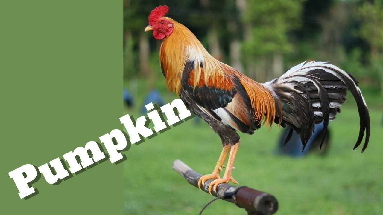 Carrie Chua | Raymond Angeles | IGF Poultry Expo - YouTube