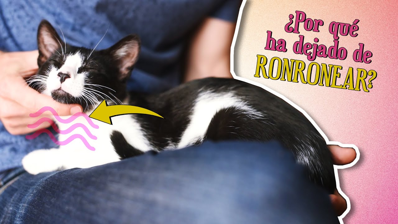 Que Significa Cuando Un Perro Ronronea