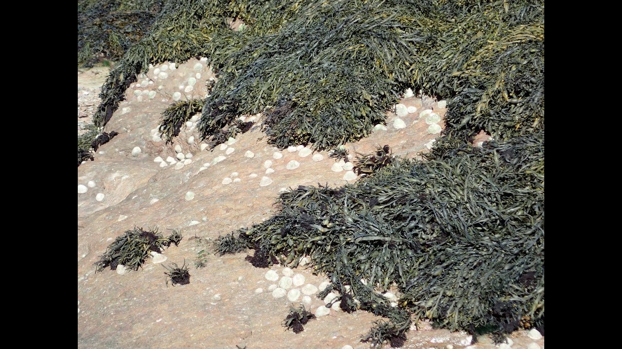 "The importance of limpet grazing in structuring rocky shores" by Steve ...