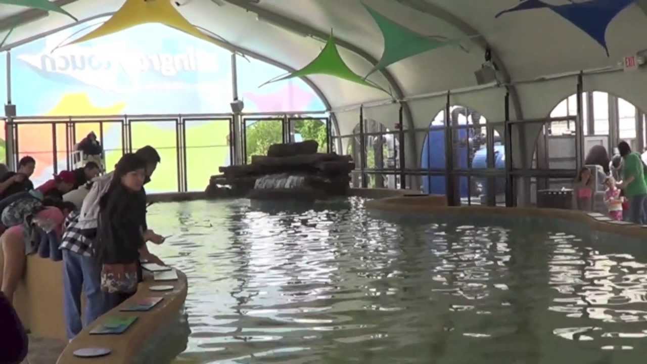 Stingray Touch Exhibit - YouTube