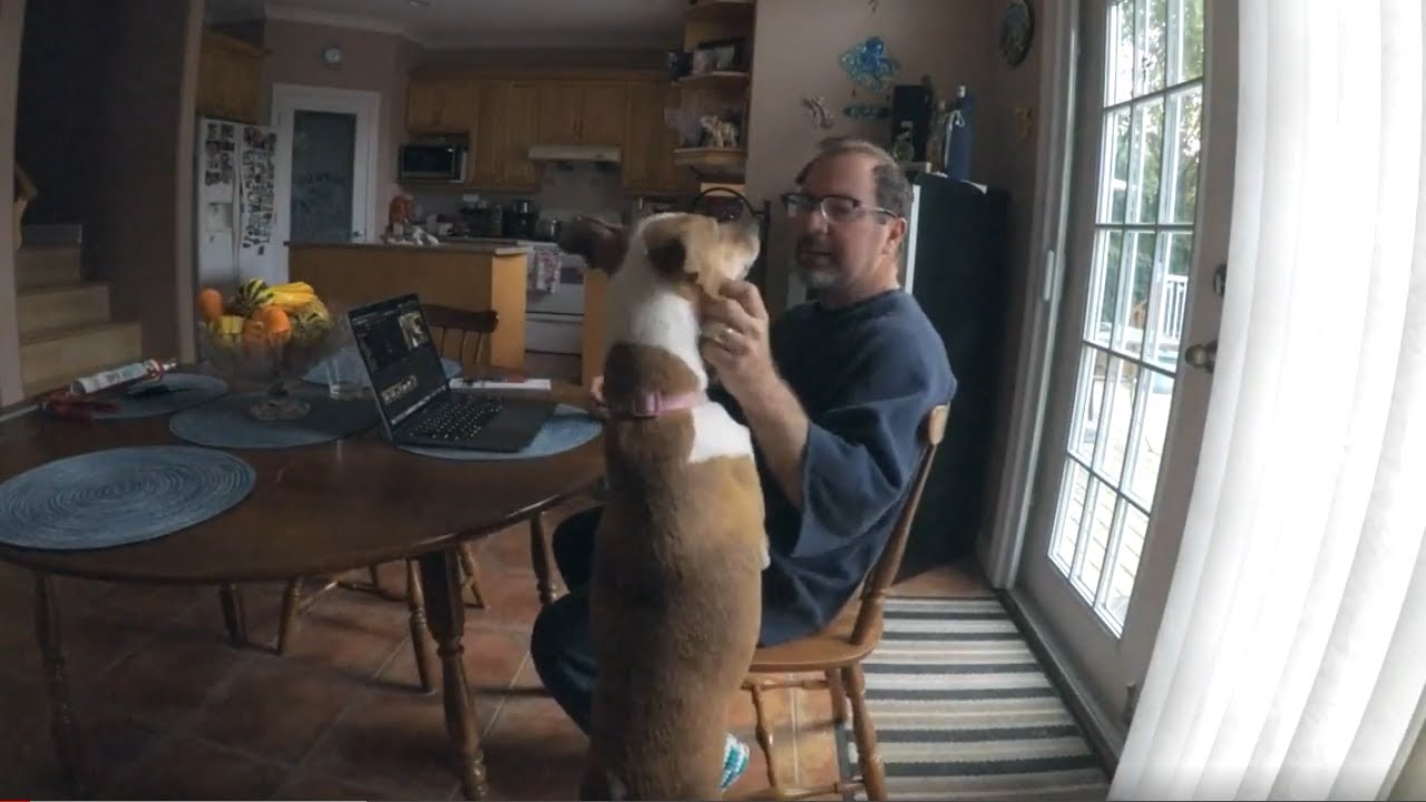 Needy dog demands attention from busy owner - YouTube