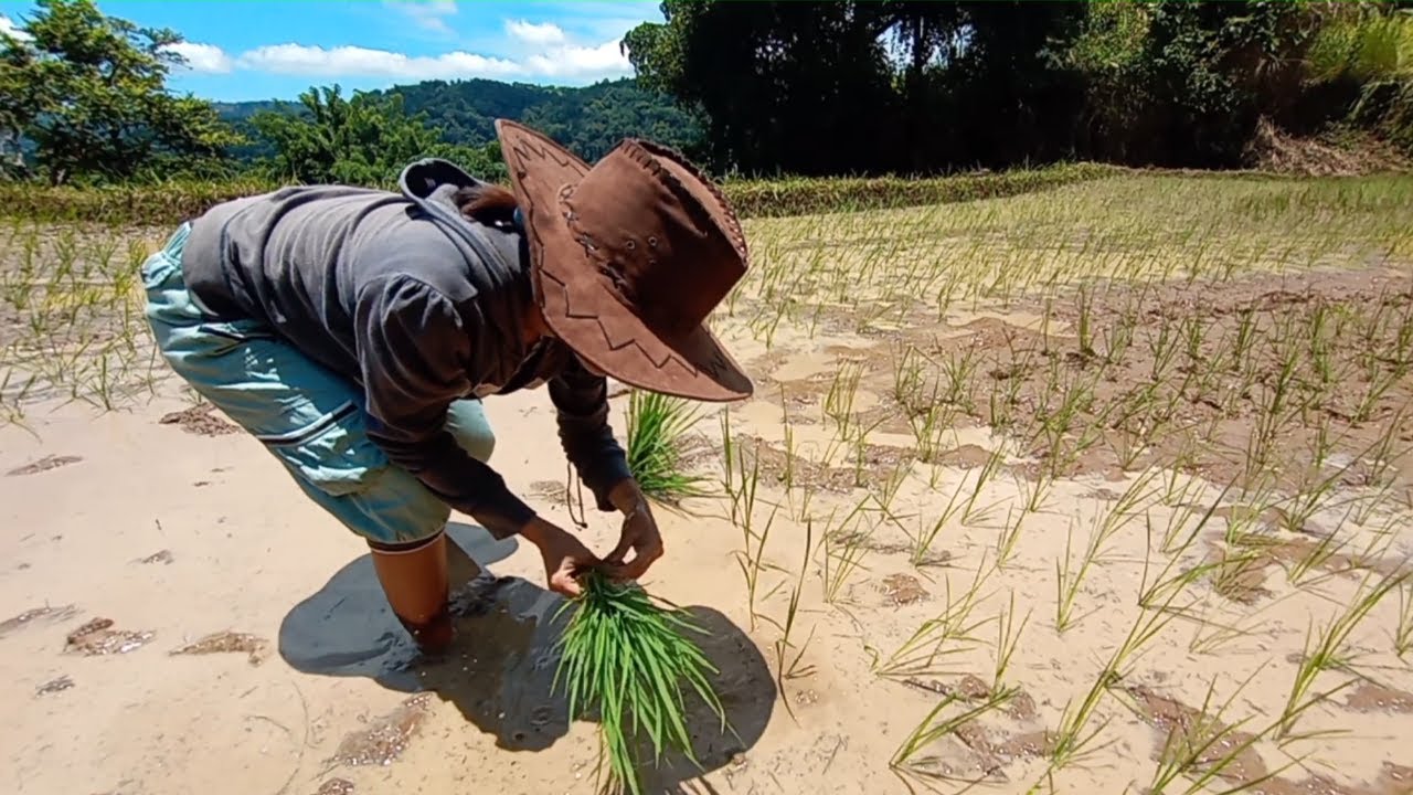 PLANTING RICE IN THE UPLAND OF SAN GABRIEL, LA UNION (UPLAND RICE ...