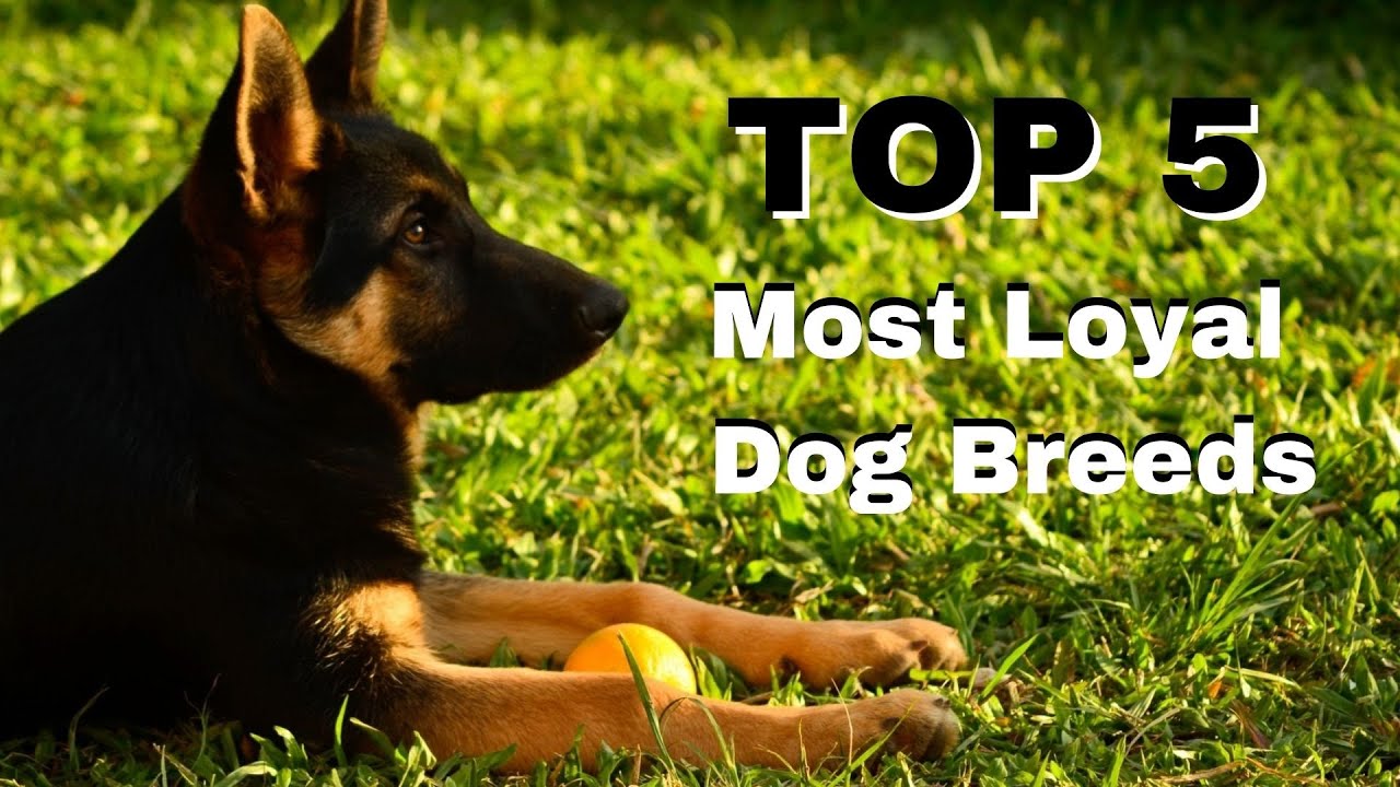 Top 5 MOST Loyal DOG Breeds For First Time Owners!!! 🐶 - YouTube