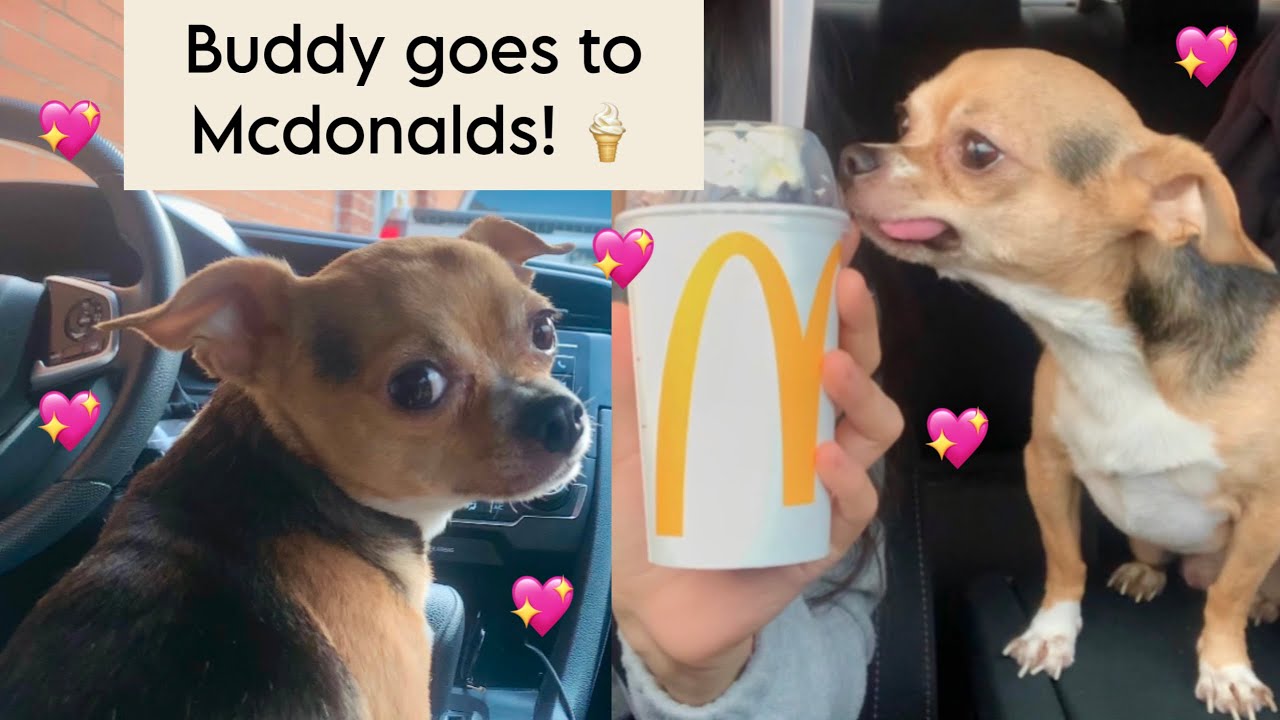 Buddy goes to McDonald's! | Cute & Funny Mini Vlog - YouTube