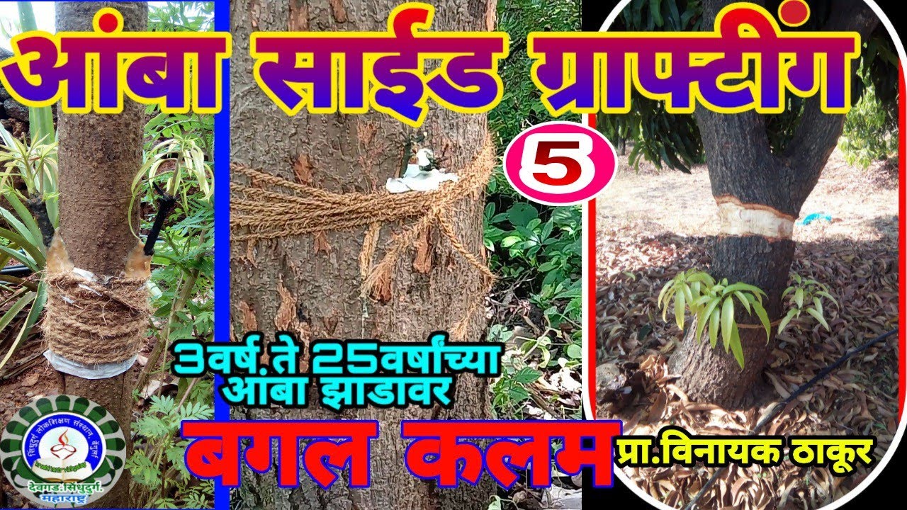 आंबा बगल(खुंटी)कलम 25वर्ष वयाच्या झाडावर कलम करणे/Mango Side Grafting ...