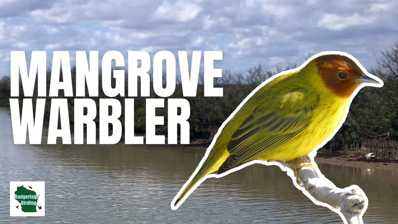 Texas Birding Adventure in Search of Mangrove Warblers! - YouTube
