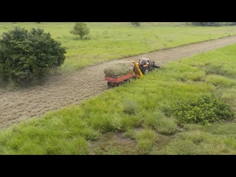 SILAGEM DE CAPIM BUFFEL - YouTube