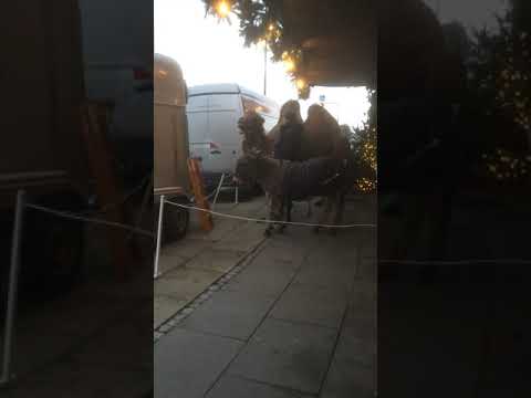 Singing camel - YouTube