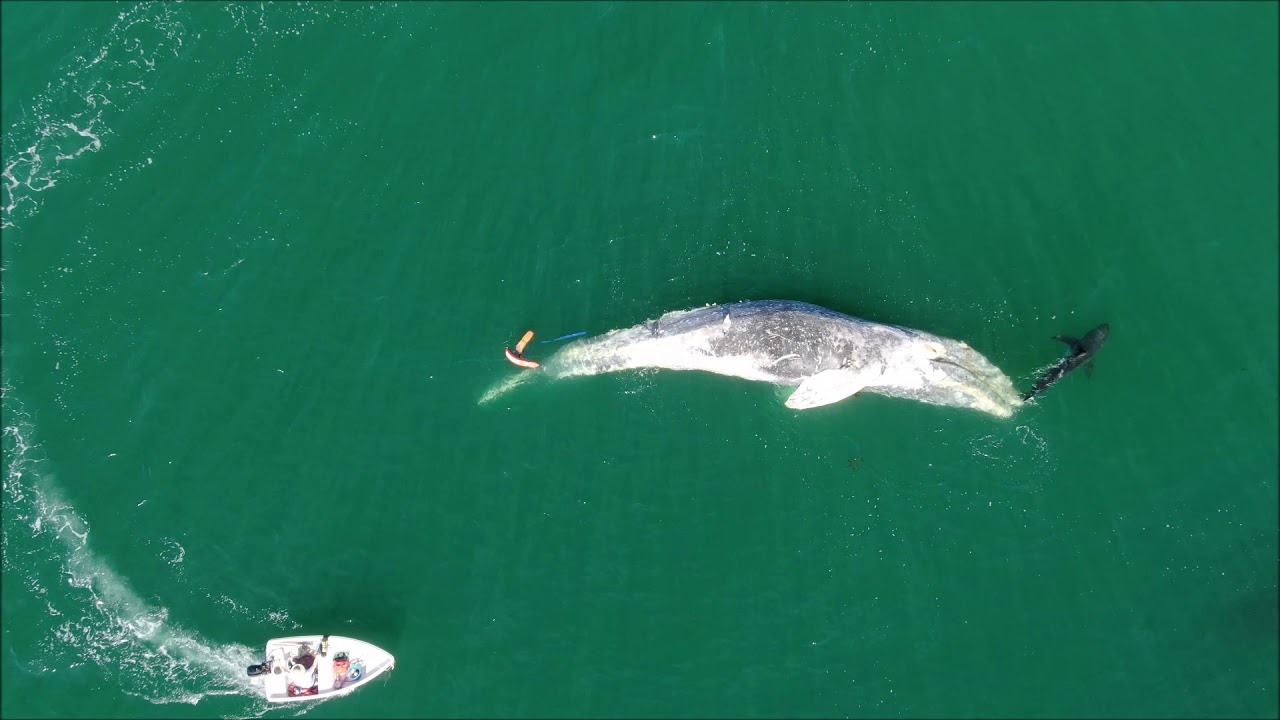 Beached gray whale removal and repositioning via research vessel Shana ...