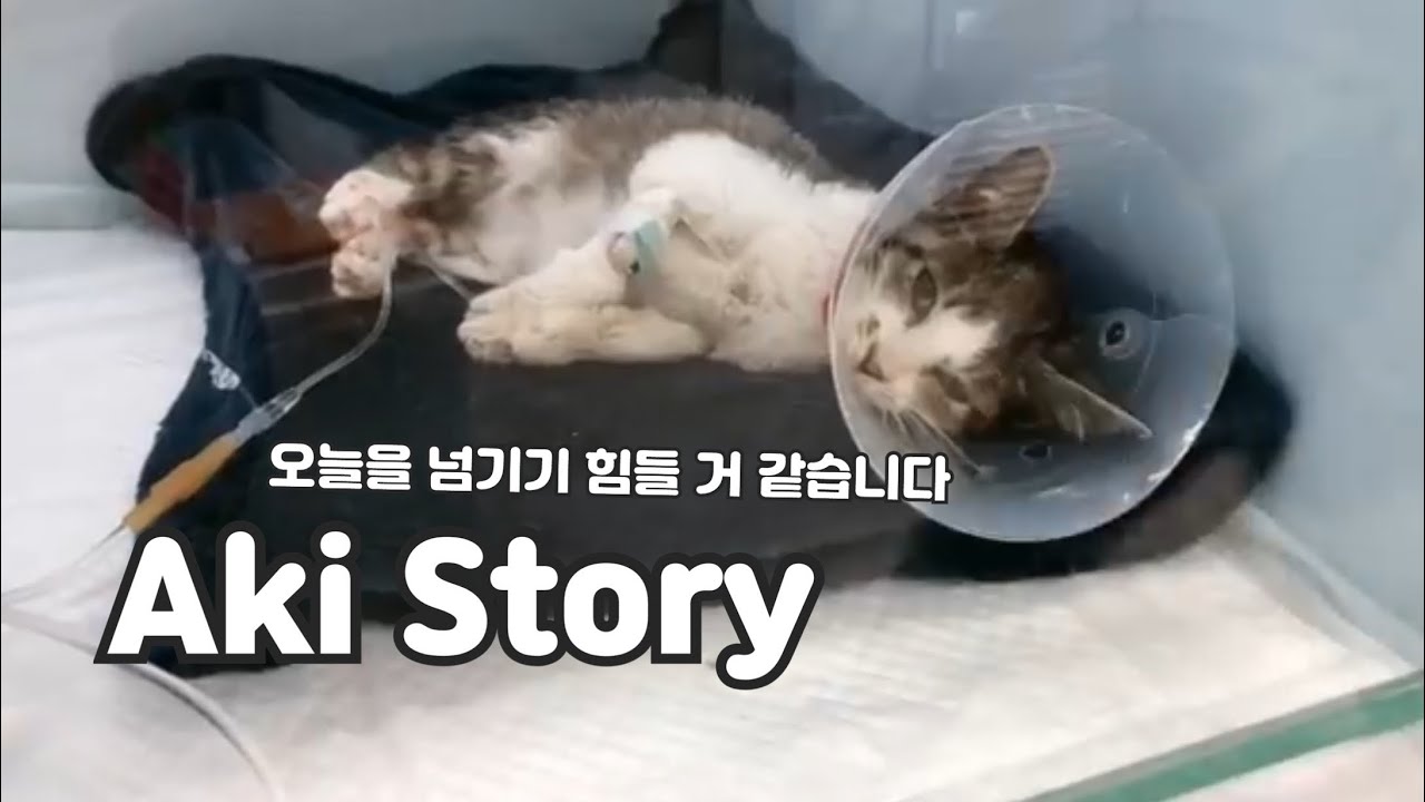 오늘 밤을 넘기기 힘들 거 같습니다..그리고 4년이 흘렀습니다 #aki #cat #story #4yearslater - YouTube