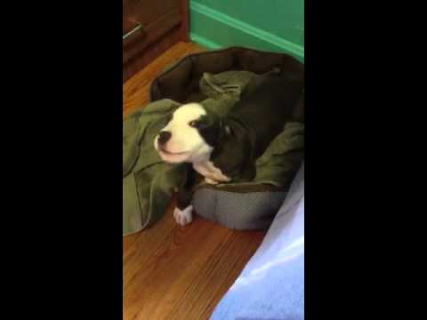 Pitbull puppy barking - YouTube