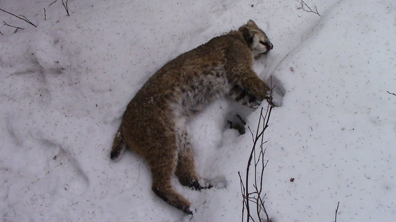 Snaring bobcat on the rivers edge - March 13 2020 - YouTube