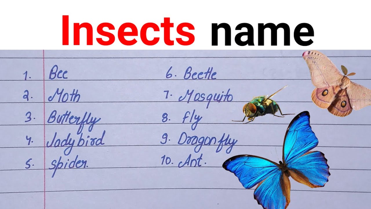 10 insects name | insects name | insects name for kids | insects name ...