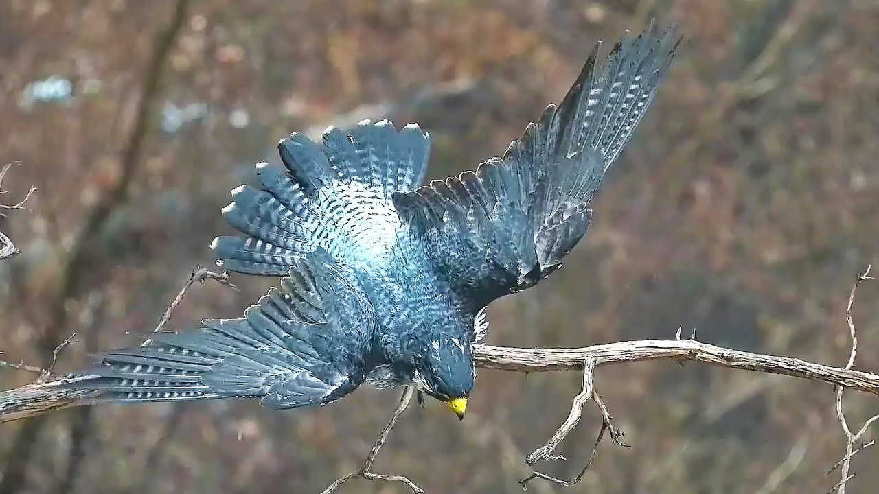 Peregrine Falcons GSB | Newman takes a rain bath ~ 3-10-2021 - YouTube
