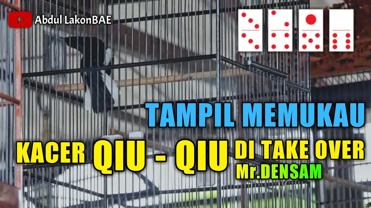 Masuk Podium 1 & 2, Kacer QIU-QIU Langsung Di Take Over Mr. Densam ...