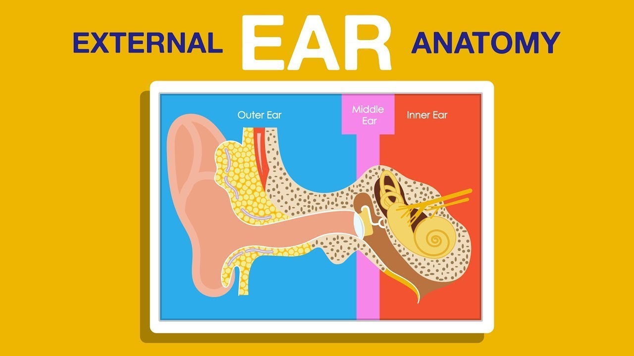 ANATOMY OF EXTERNAL EAR FOR UNDERGRADUATES-MBBS,BDS AND PARAMEDICS ...