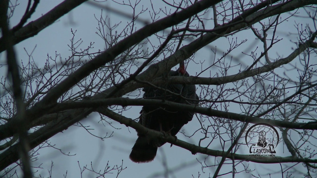 BEARDED hen turkey!!! | WILD hen turkey WITH BEARD! | SPIT AND DRUM ...