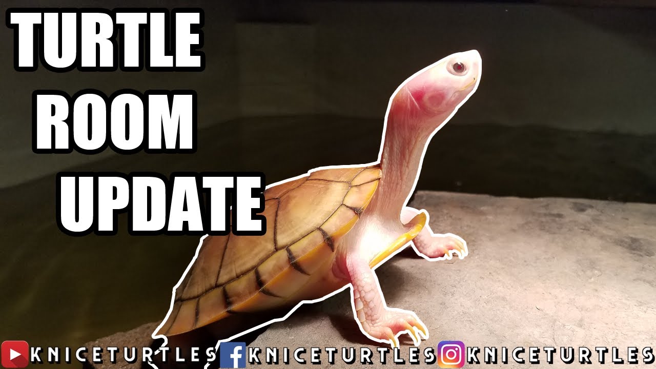 [239] Turtle Room Update May 2021! - YouTube