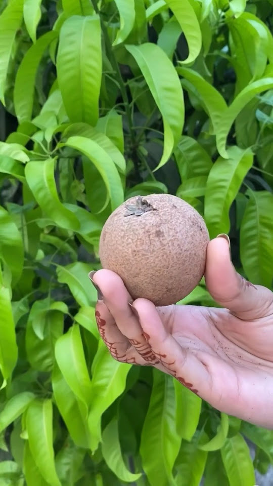 Harvest Sapodilla fruit at my front yard / Sapodilla fruit /সবেদা - YouTube