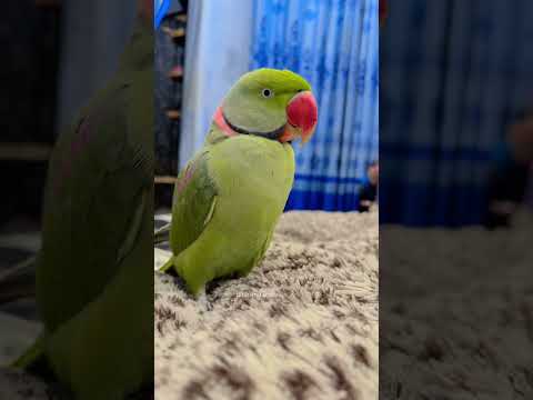 Blue ko thandi lg Rae #viral #cat #talkingparot #familychannel #cute #funnycute #aww #funnymoment