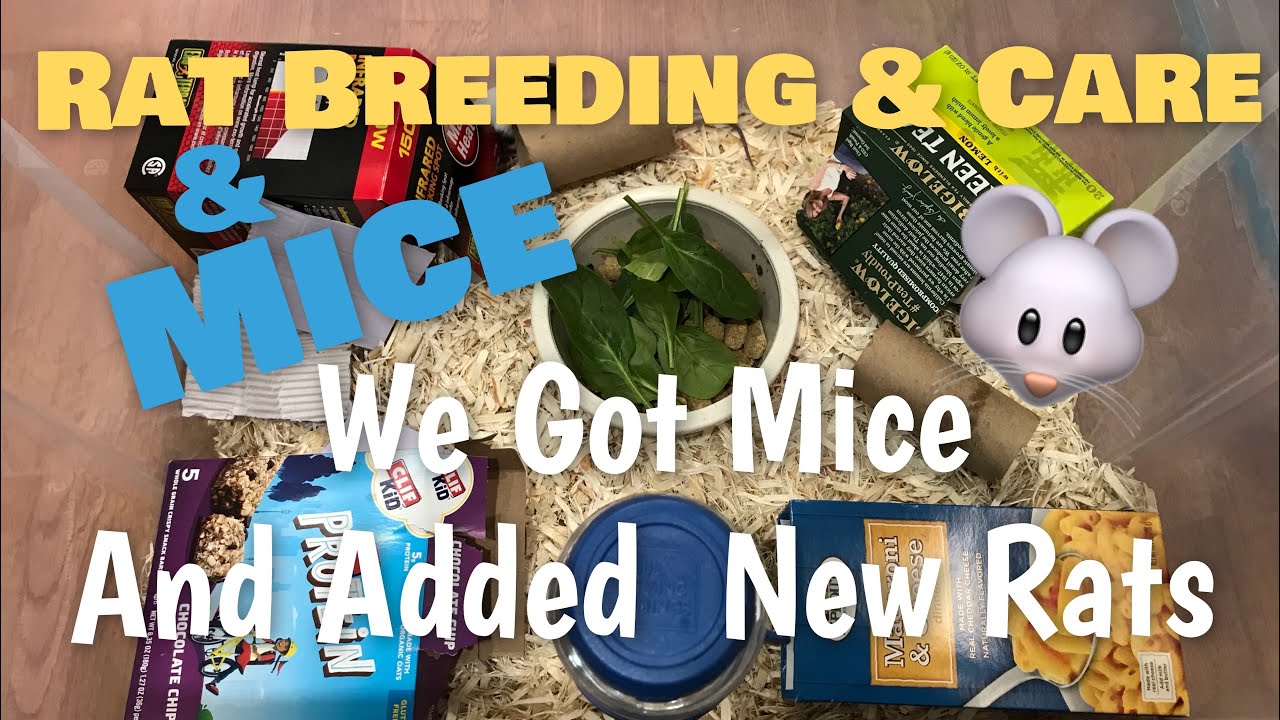 Rat (And Mice) Breeding and Care | Adding New Rats to the Colony ...