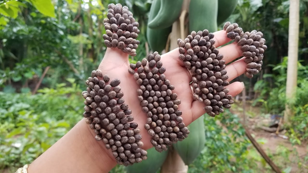 How to cleaning strange ticks from hand #274 - YouTube