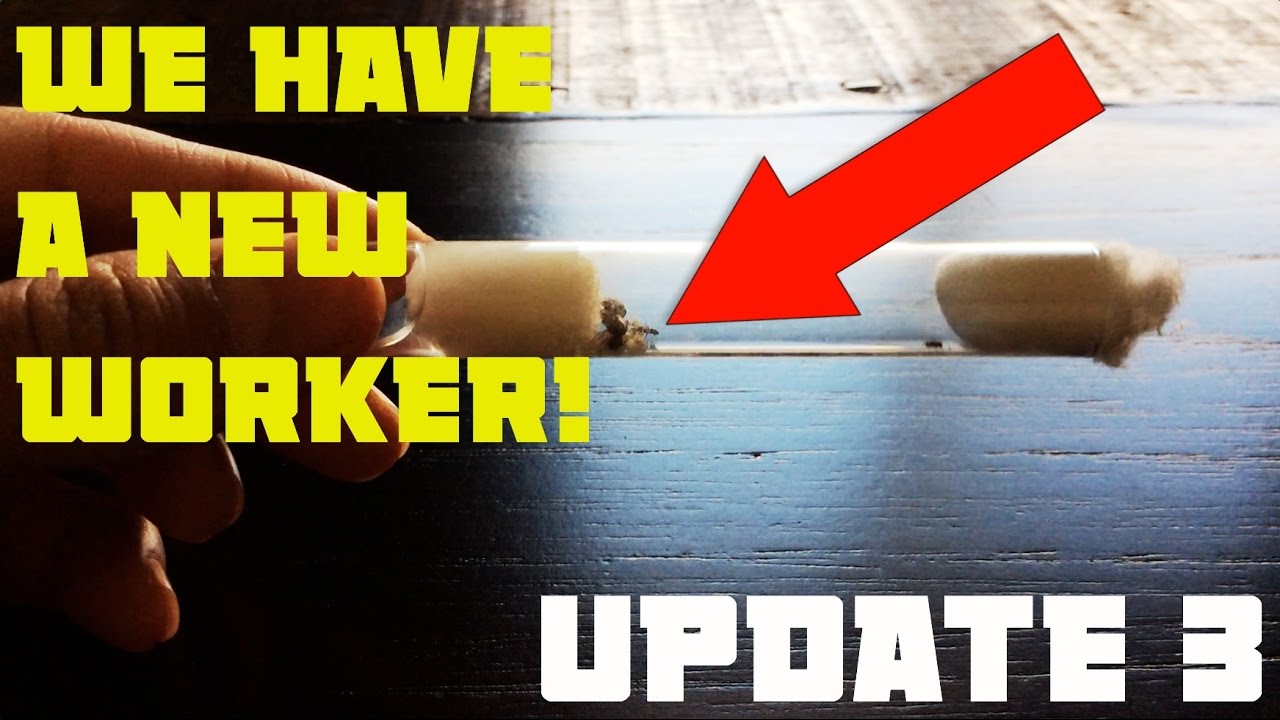 Lasius Niger Colony (Update 3) - NEW NANITIC! YAY!!! - YouTube