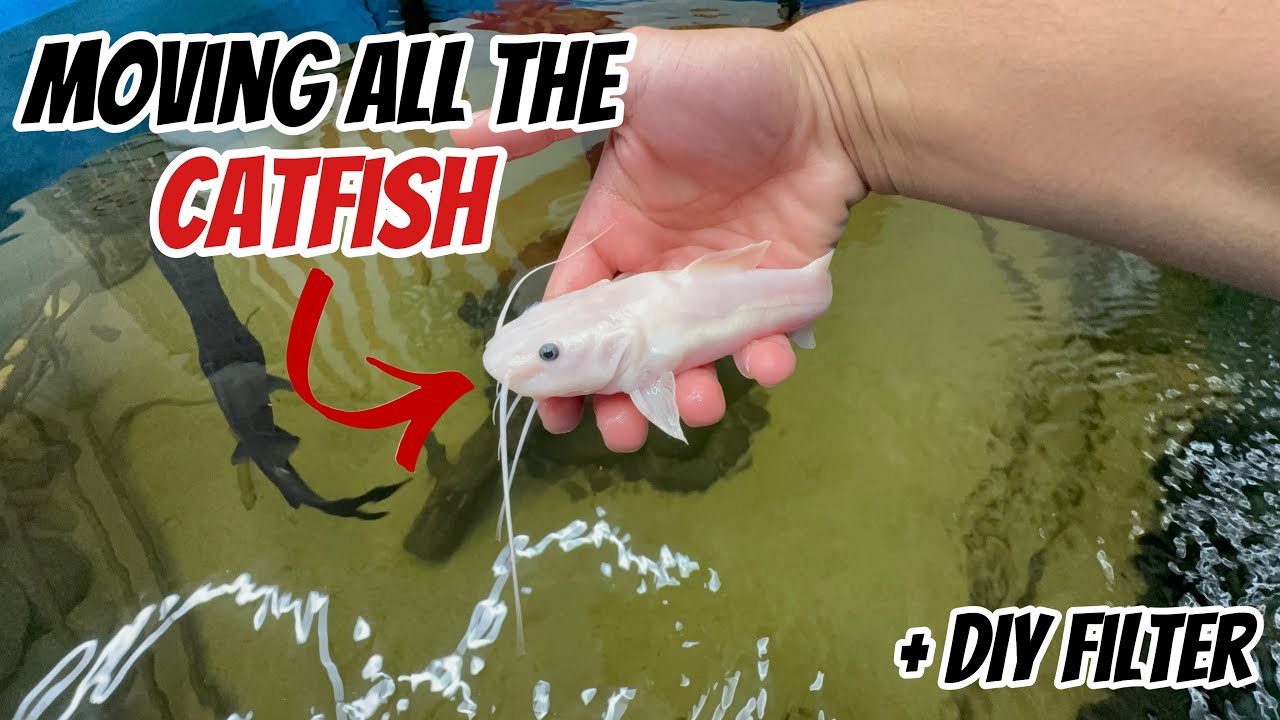 MOVING ALL OF MY CATFISH + DIY Pool Pond Filter! - YouTube