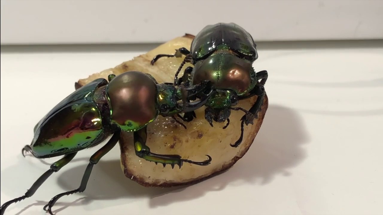An introduction to The Beetle Collector's Handbook by M. G. Leonard ...
