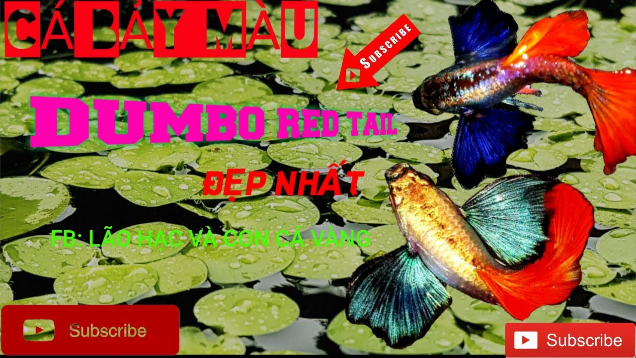 CÁ 7 MÀU DUMBO RED TAIL ĐẸP NHẤT- GUPPY DUMBO RED TAIL-FB LÃO HẠC VÀ ...