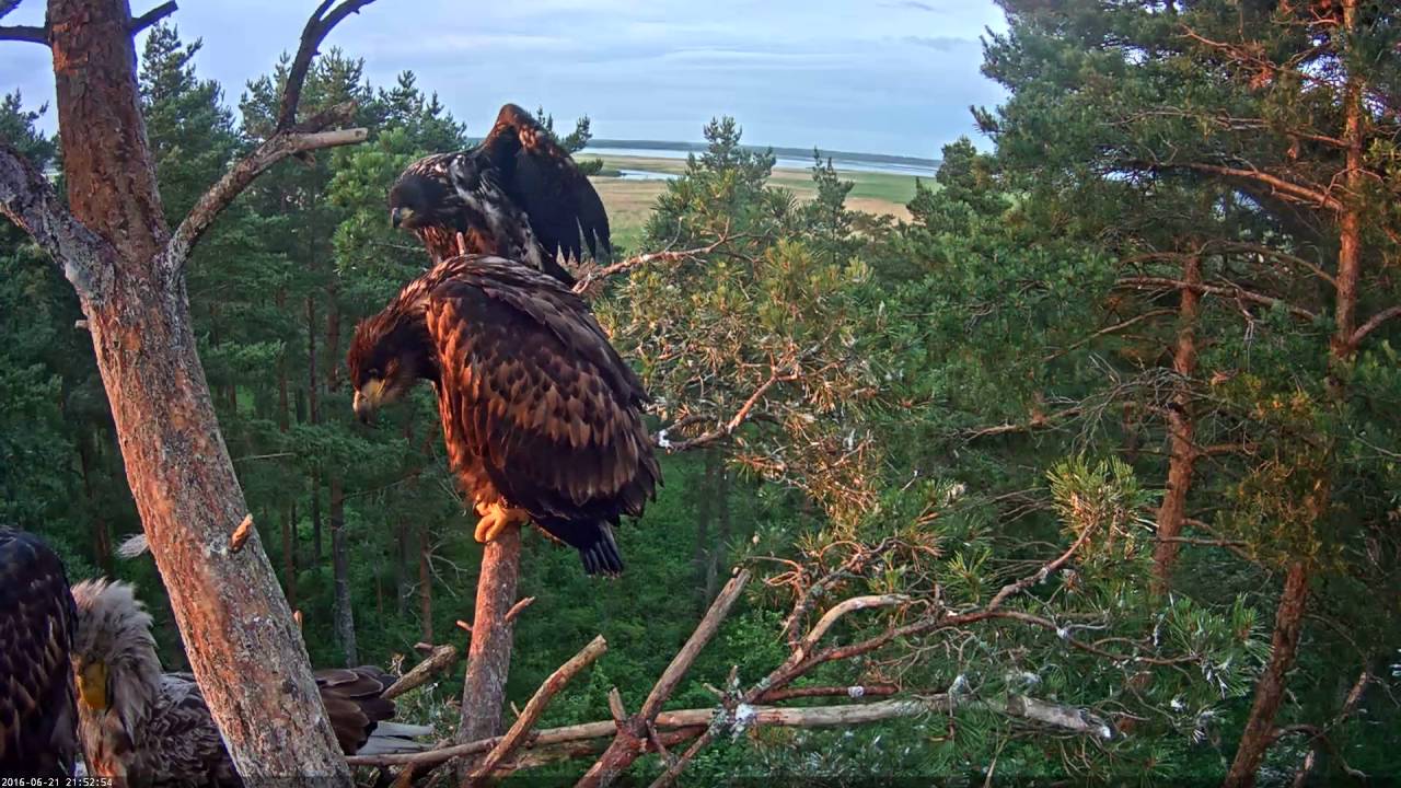A fish arrived...but only one was fed.... Merikotkas Estonia - YouTube