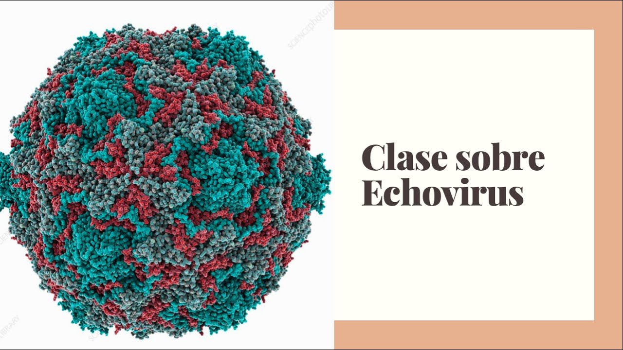 Los Echovirus preciosos:) - YouTube