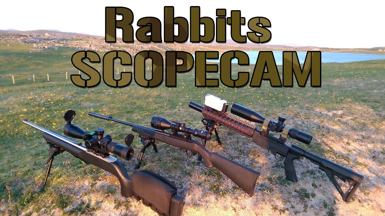Rabbit Hunting Scopecam. Ruger 10/22 - YouTube