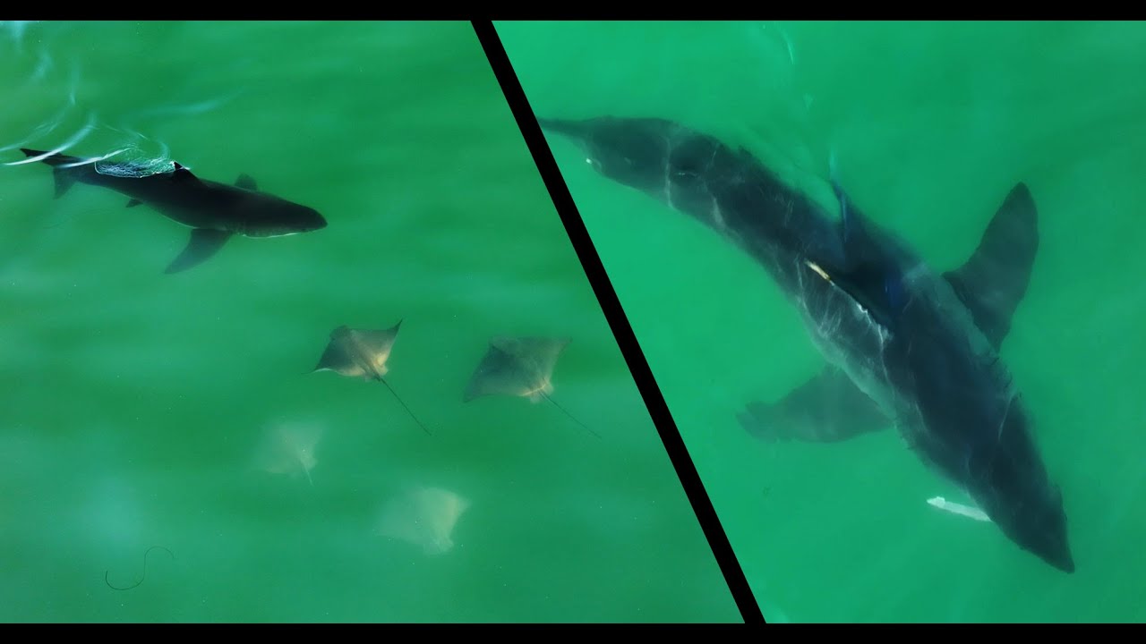 Great White Sharks Vs Bat Rays: Caution is the Approach - YouTube