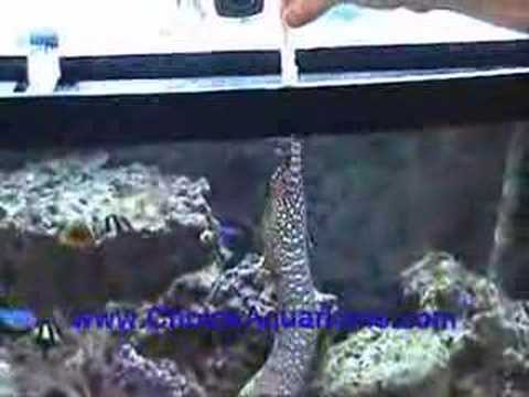 Japanese Dragon Moray - YouTube