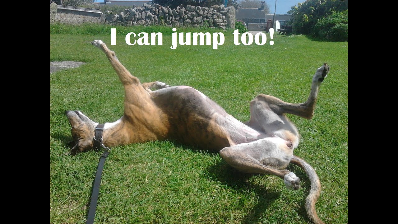 Slow motion greyhound jumping - YouTube