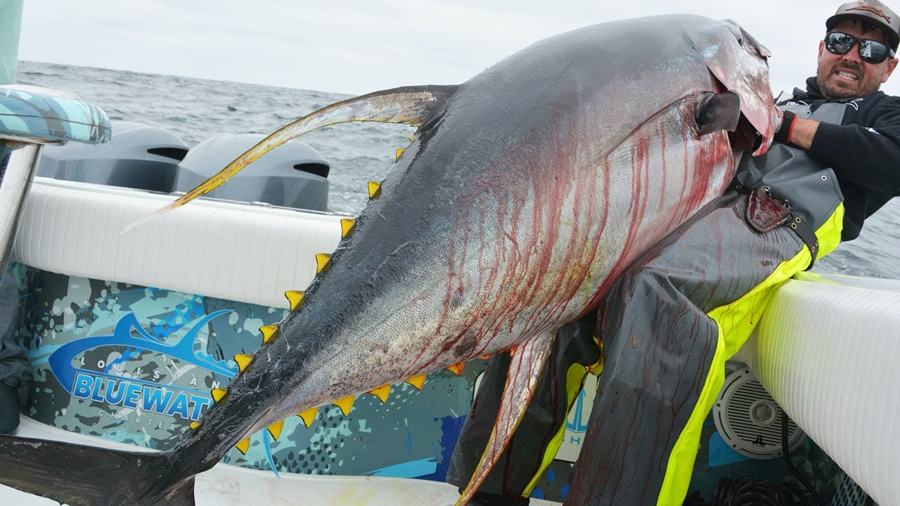 +200 LB YELLOWFIN TUNA ONLY - YouTube