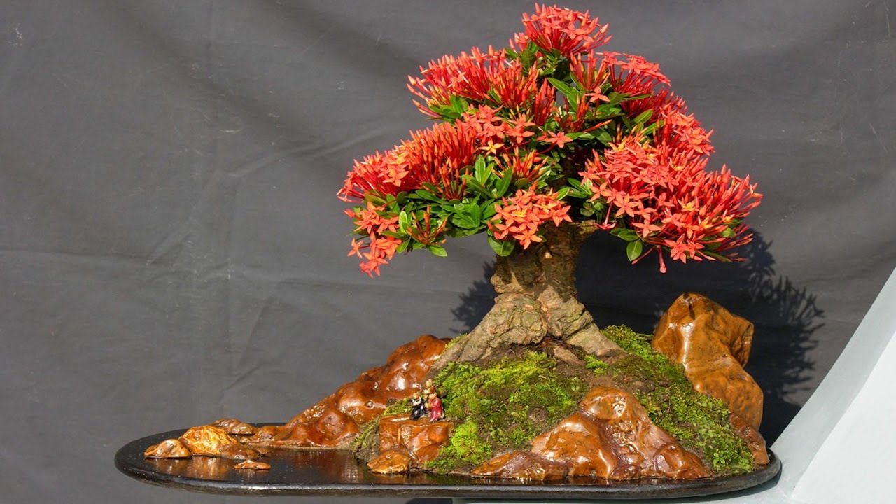 Bonsai Việt - Bộ sưu tập Trang đỏ Bonsai - YouTube