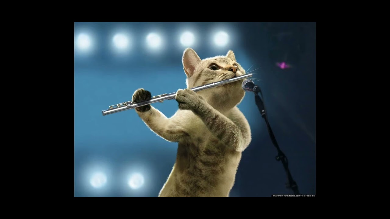 flute cat goes hard for 1 minute - YouTube