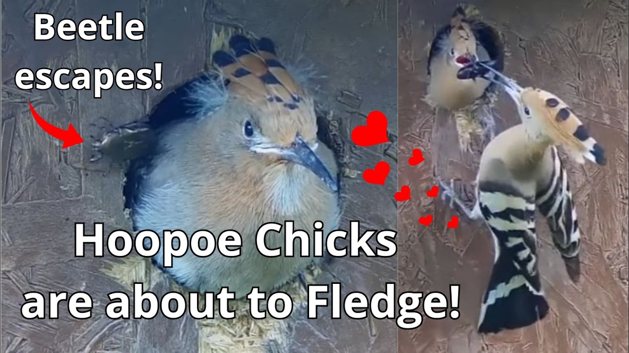2 Beetles Escape! 🤣 How Do 4 Cute Hoopoe Chicks Behave Before Fledging ...