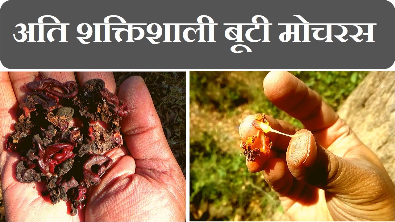 अति शक्तिशाली बूटी मोचरस, पहचान, फायदे │Benefits of Mochras on Health ...