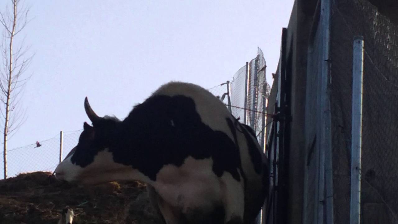 la vaca que fuma marihuana - YouTube