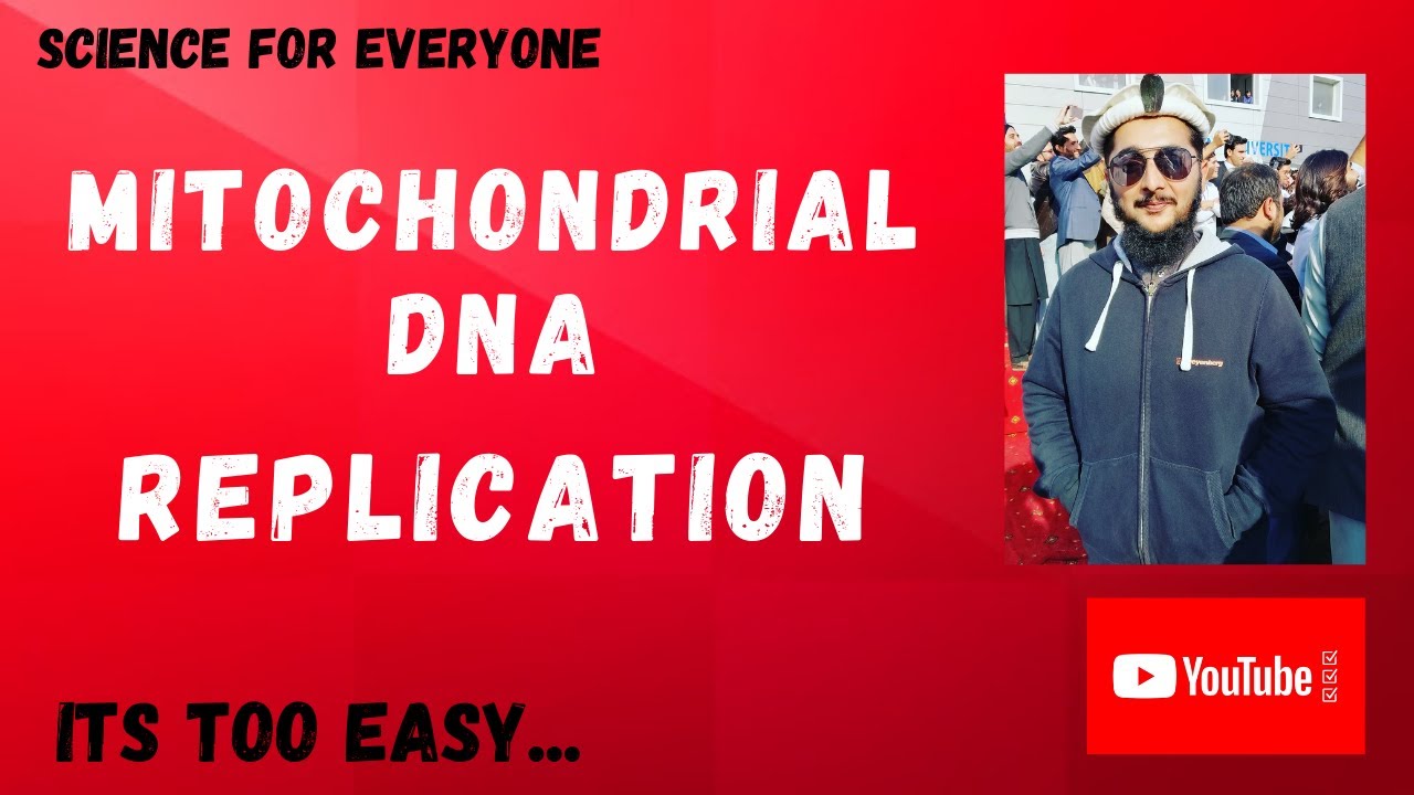 Mitochondrial DNA (REPLICATION) | Simple & Detailed Explanations - YouTube